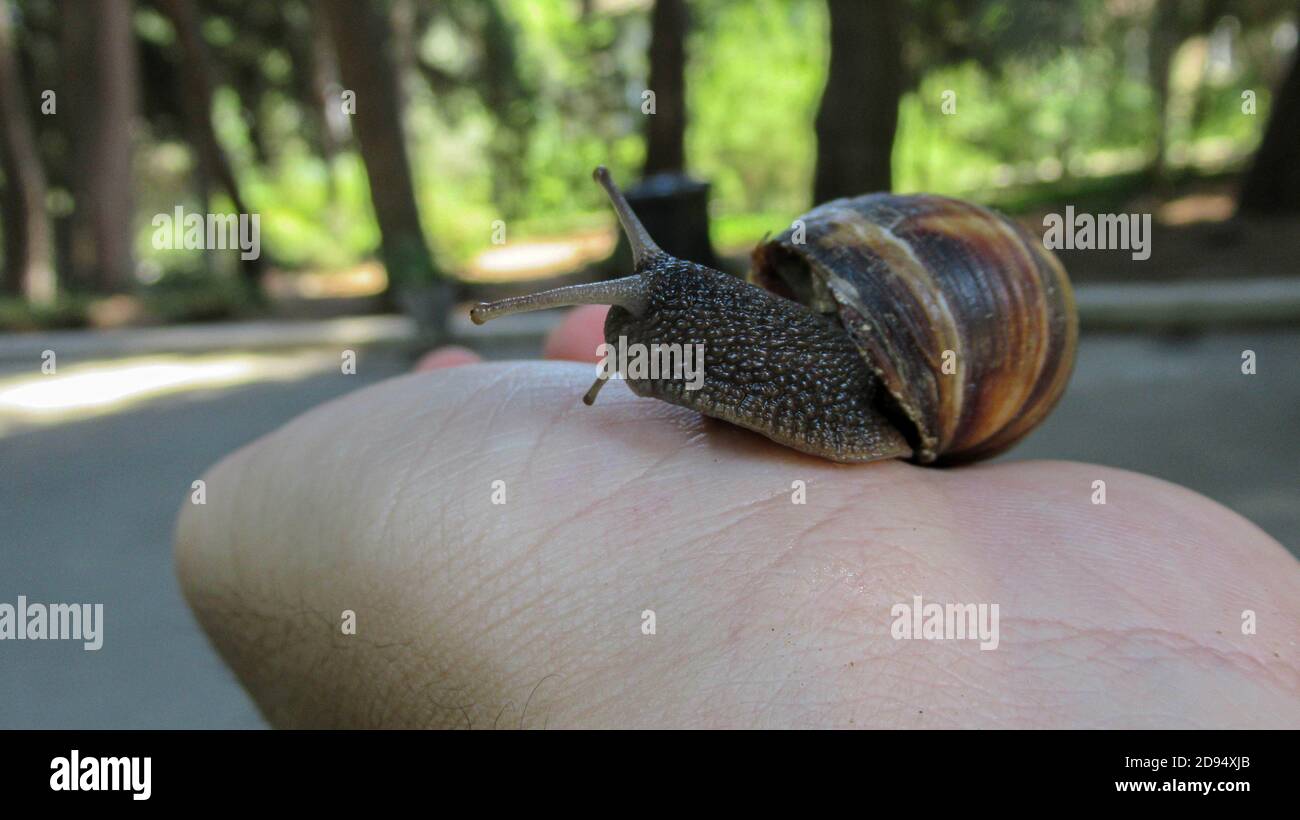 Wild land snail sitting on man's palm Stock Photo - Alamy