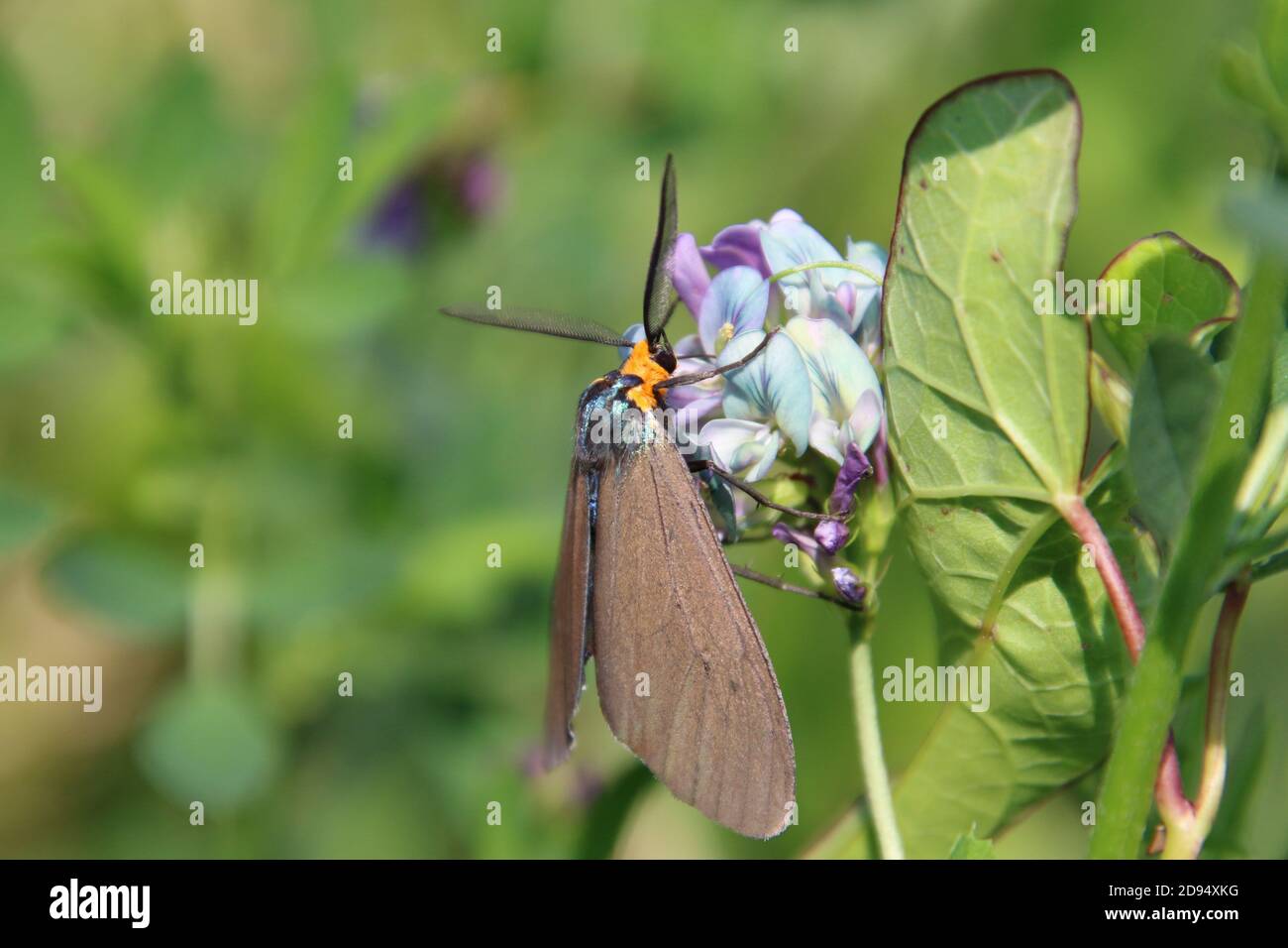 Blue head moth hi-res stock photography and images - Alamy