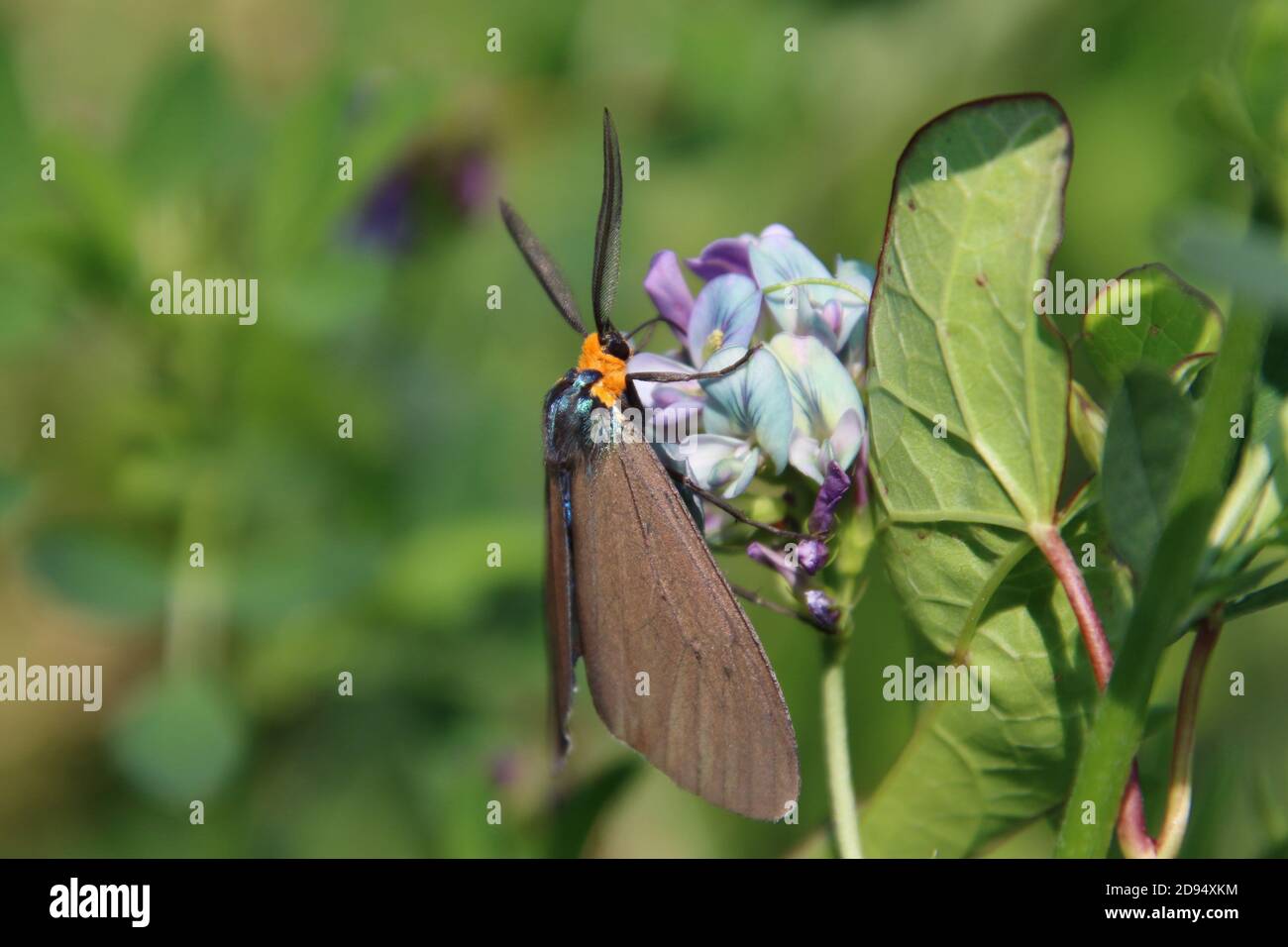 Blue head moth hi-res stock photography and images - Alamy