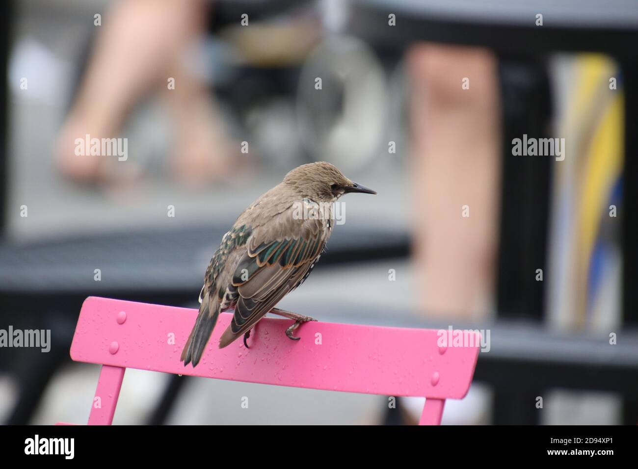 A small brown bird with white spots on a black background perched on ...