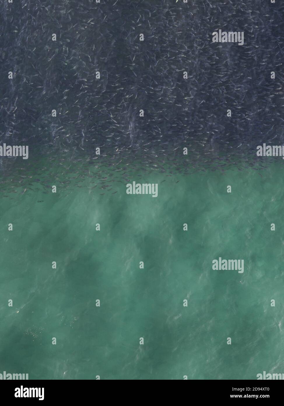 Vertical aerial view of a bait ball fish shoal in a crystal clear ...