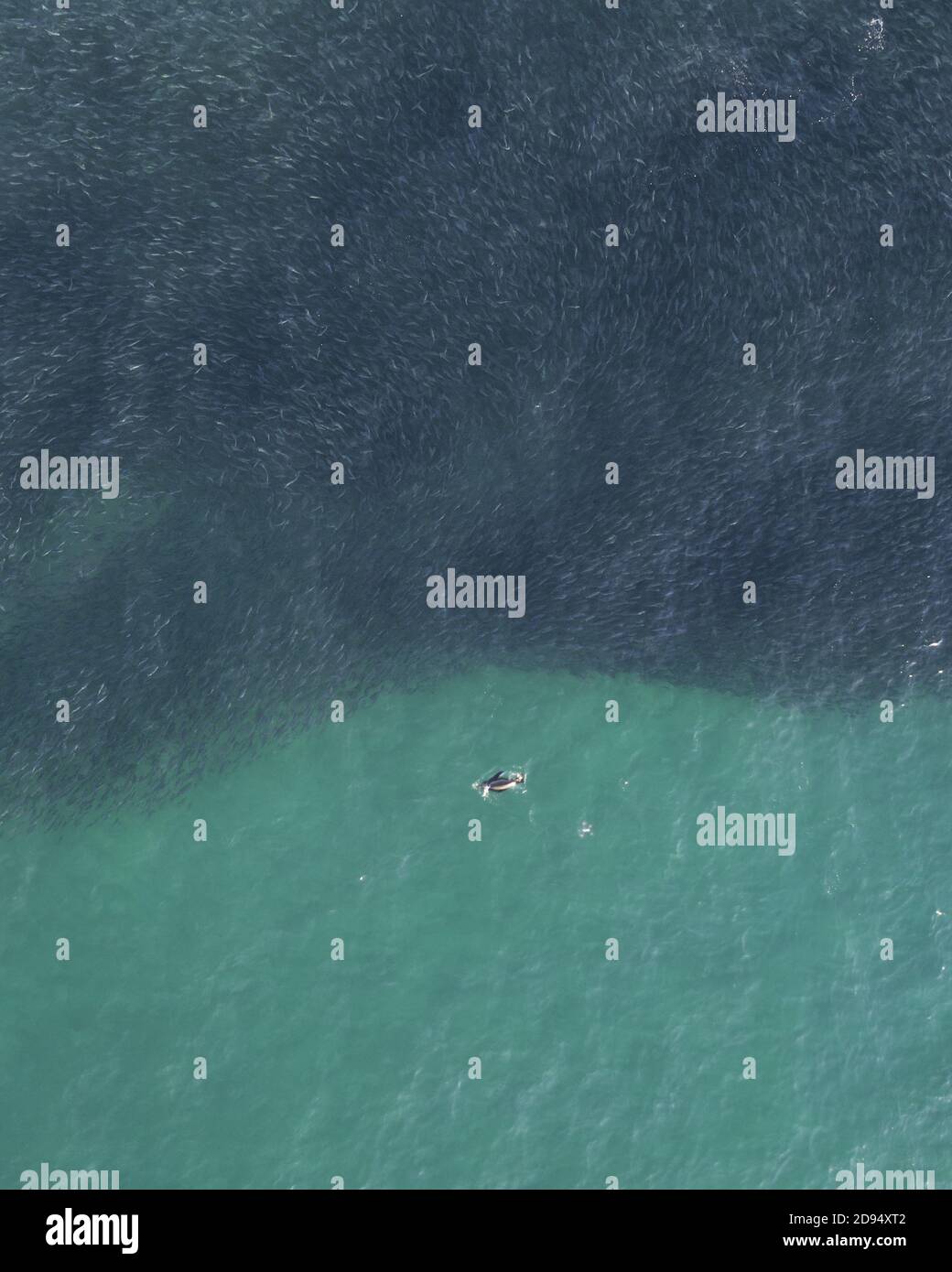 Vertical aerial view of a bait ball fish shoal in a crystal clear ...