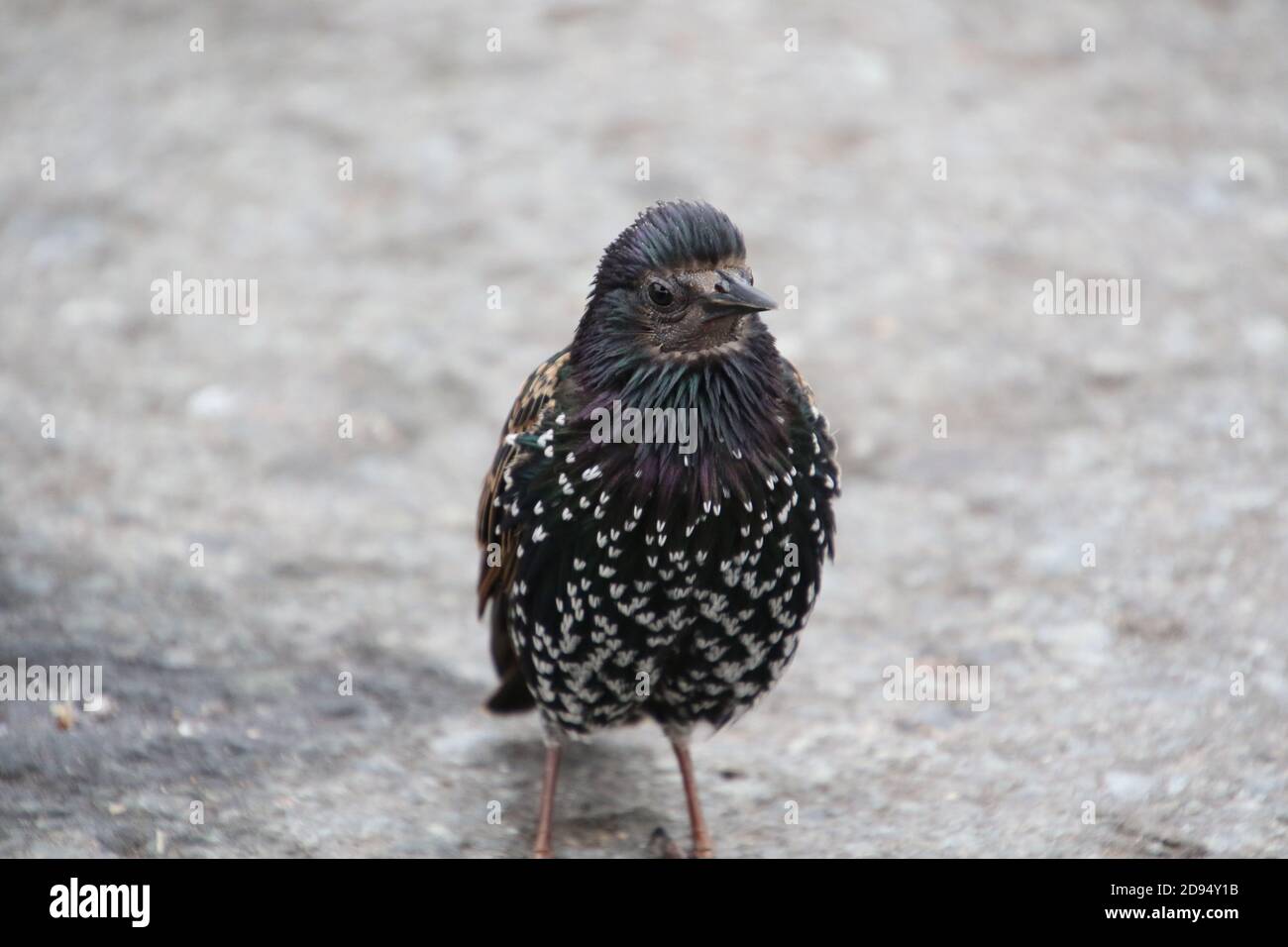 A young brown bird with black feathers with white dots Stock Photo - Alamy