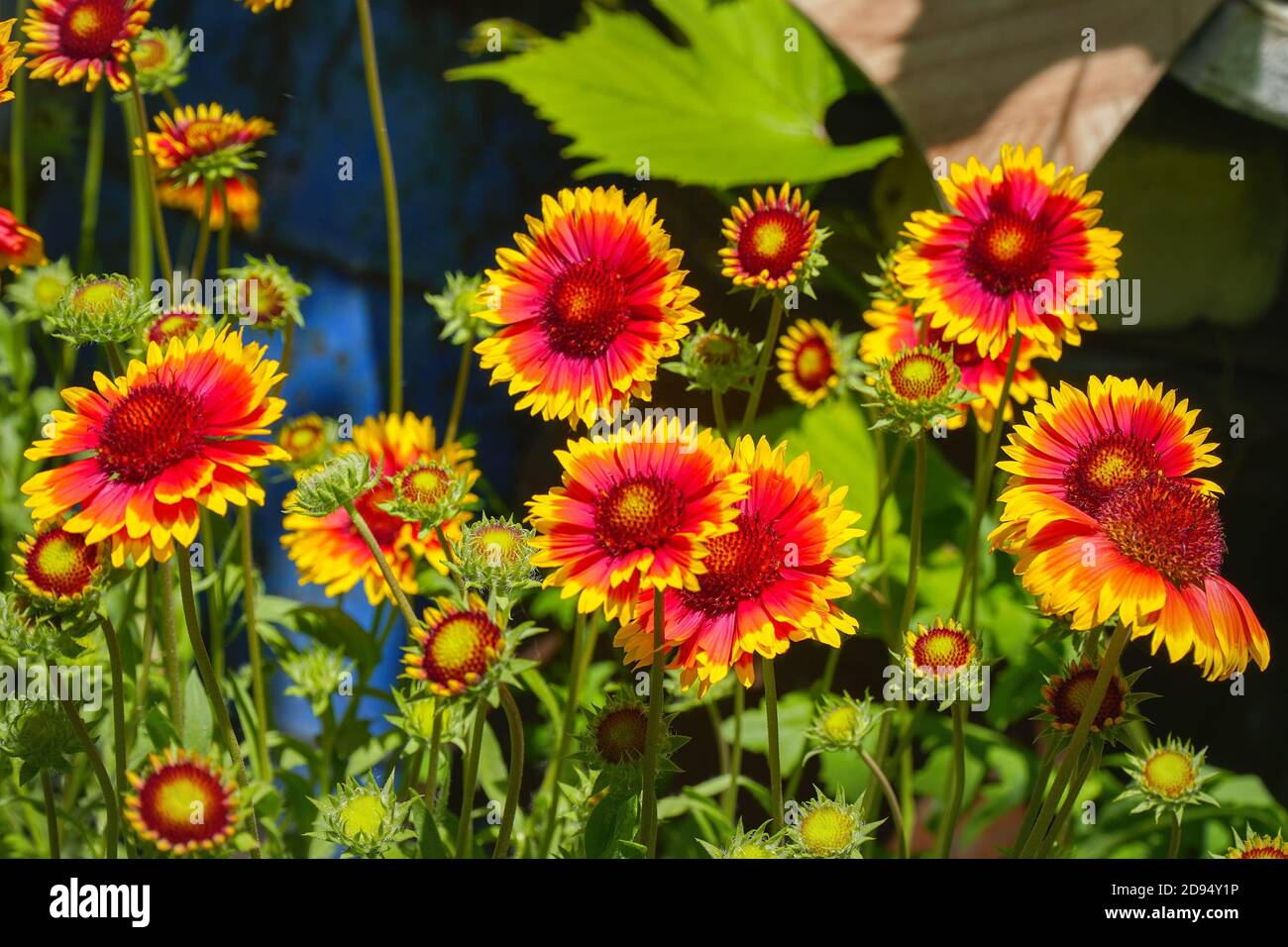 Red and yellow gaillardia flowers in the garden on the bed slightly ...