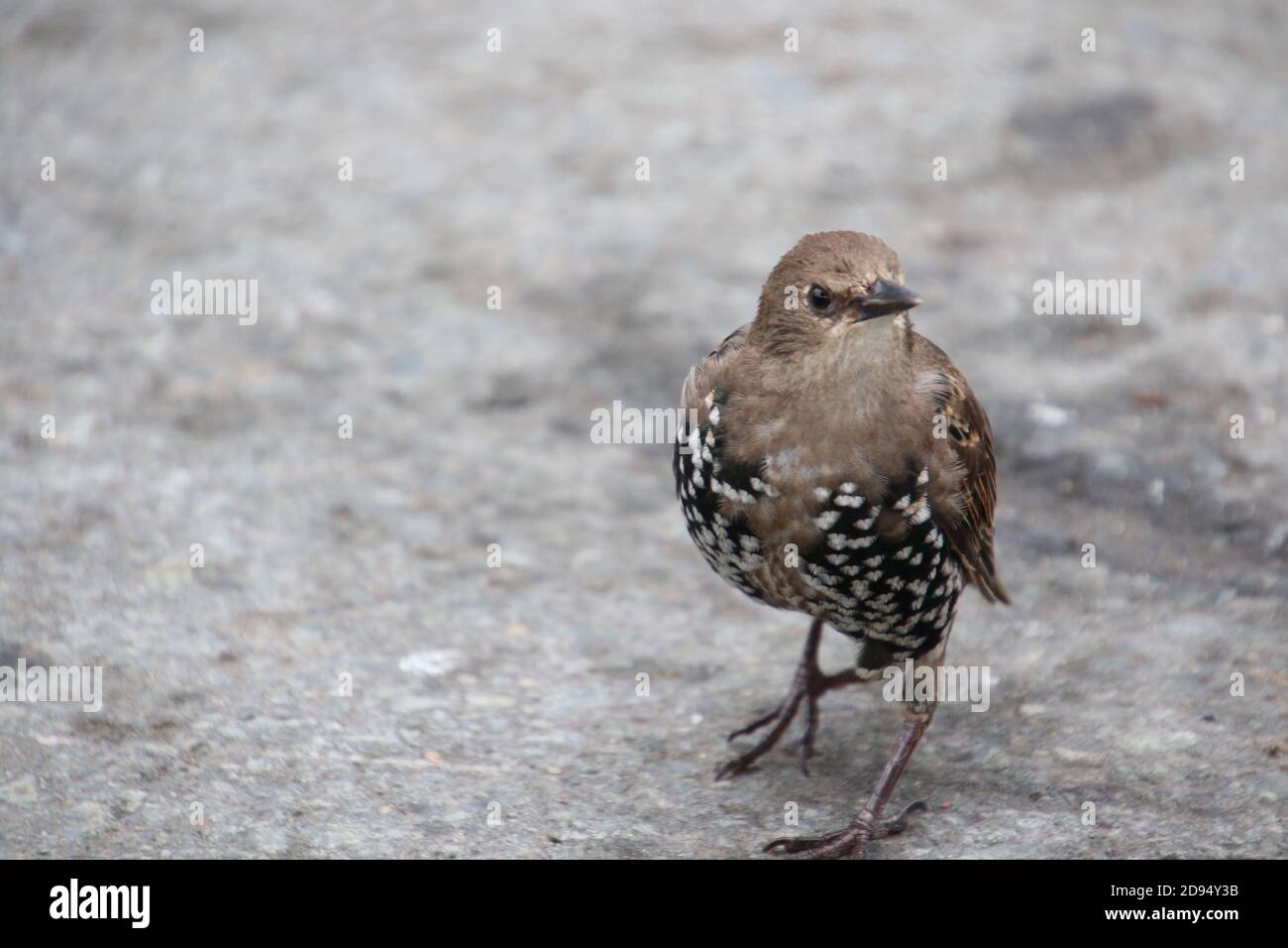 A young brown bird with black feathers with white dots standing on the ...