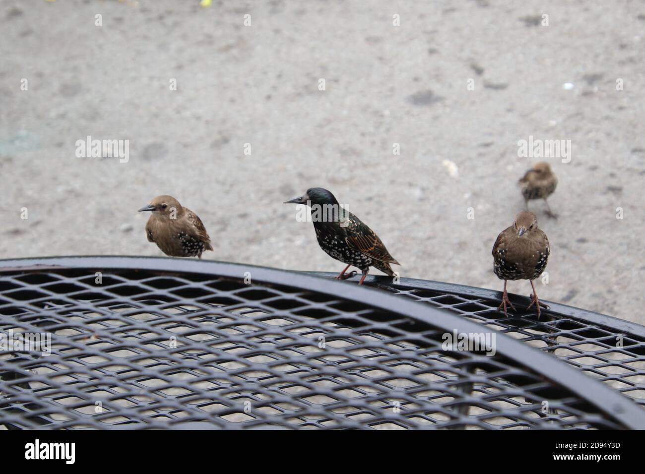 Three small birds hi-res stock photography and images - Alamy