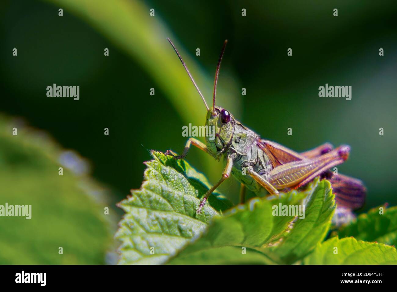 Agricultural pest Grasshopper or locust sitting on grass Stock Photo ...