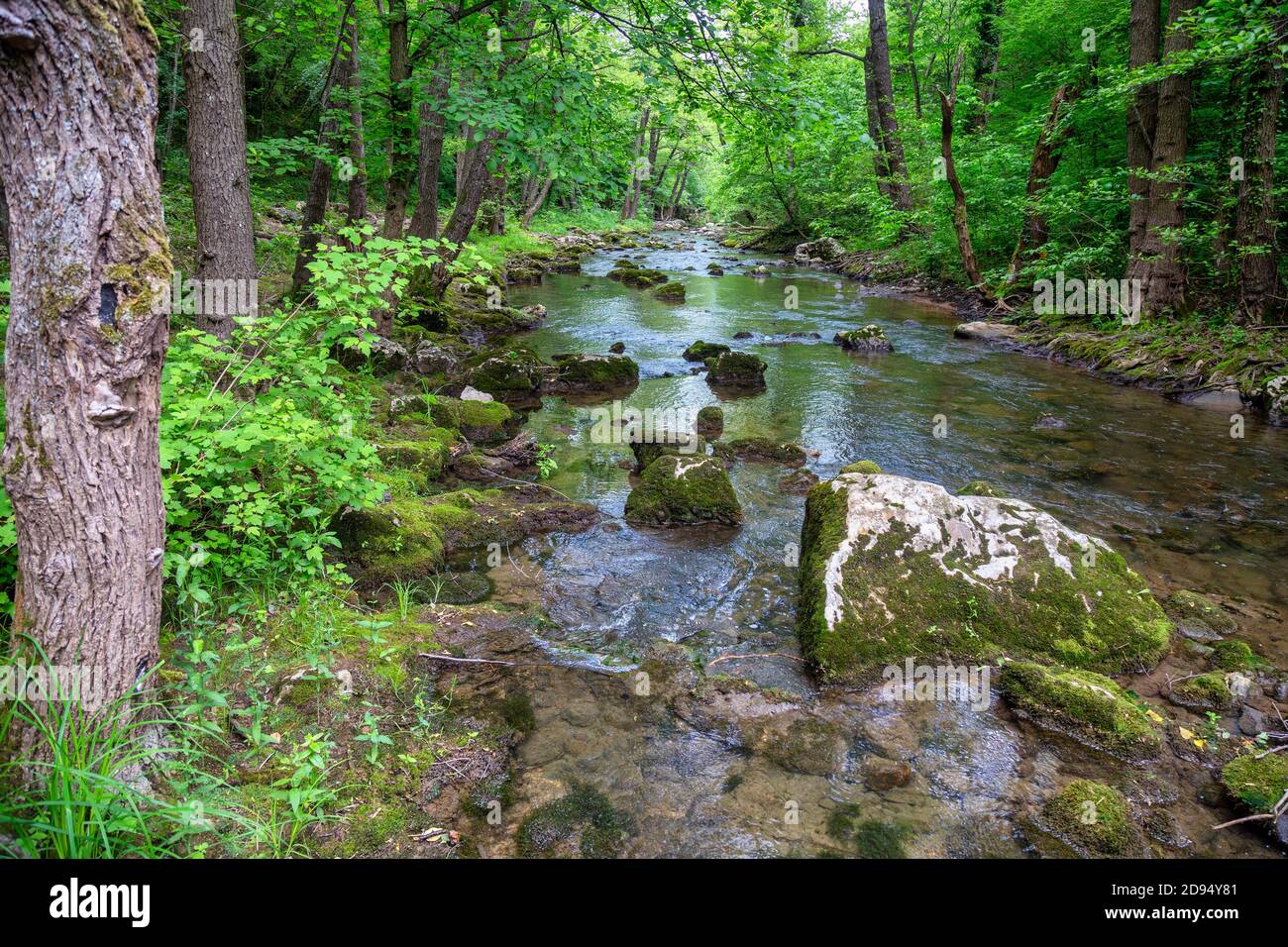 Beautiful forest river stream Moravica at mountain Ozren, Sokobanja ...