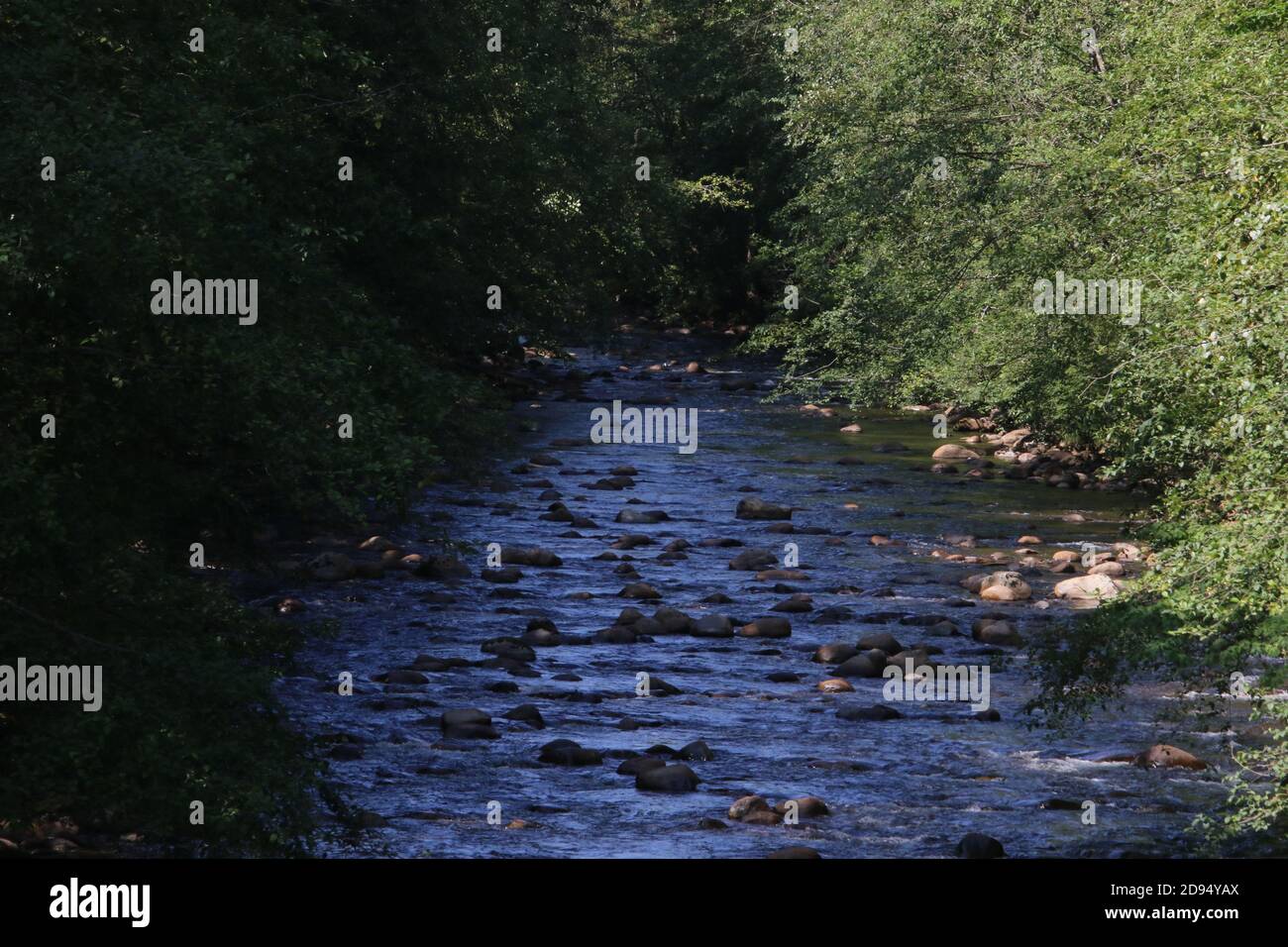 A river running through a forest with tree branches hanging over it ...