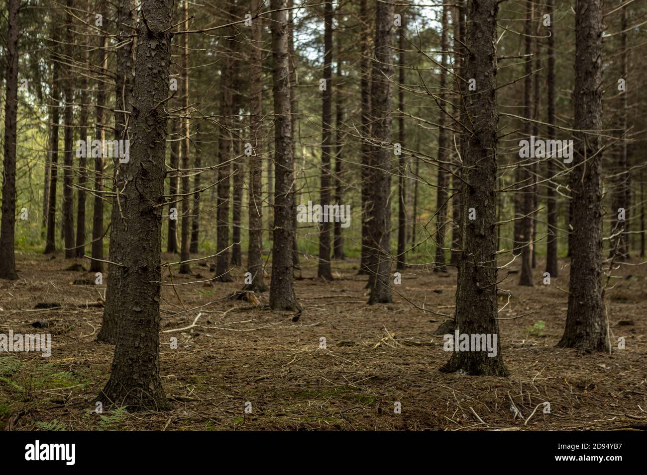 Deciduous forest barren trees hi-res stock photography and images - Alamy