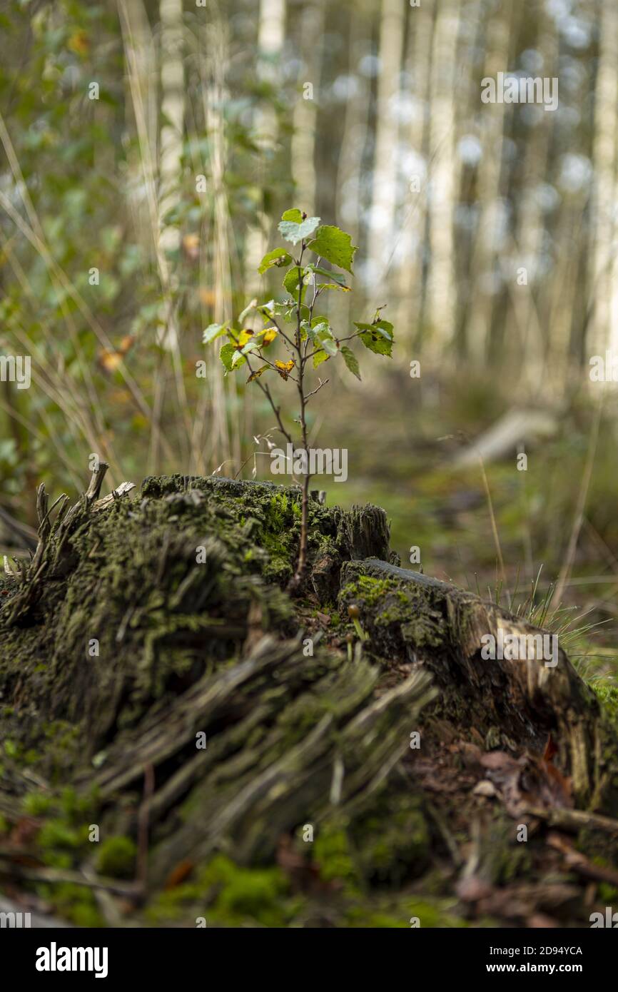 Forest with newborn tree on top of a withered one Stock Photo - Alamy