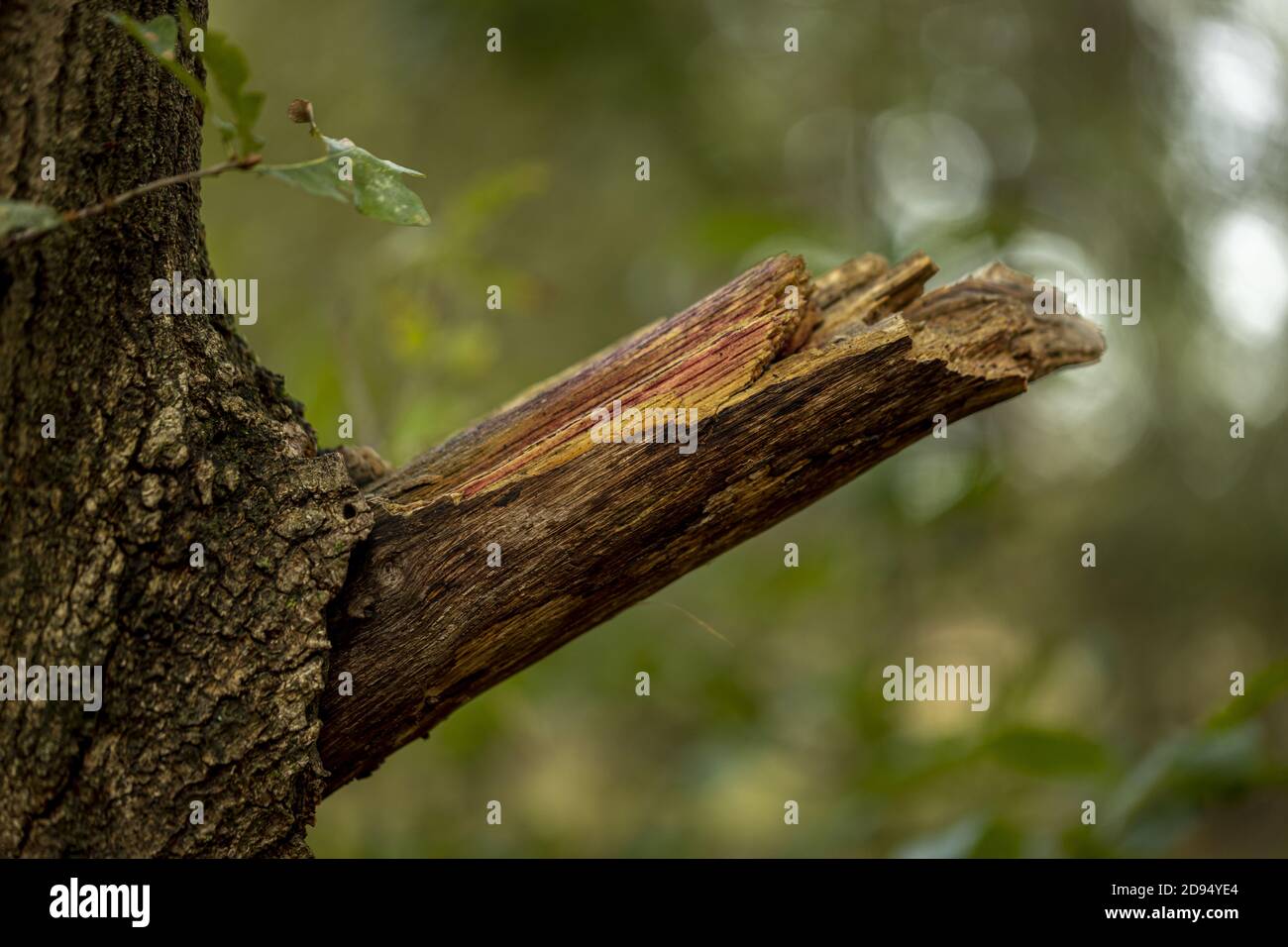 Cut off branch hi-res stock photography and images - Alamy