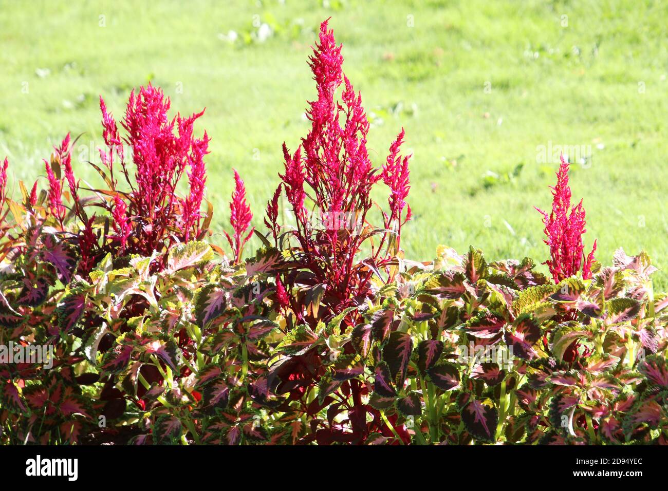 A plant with long bright red stalks and leaves Stock Photo - Alamy