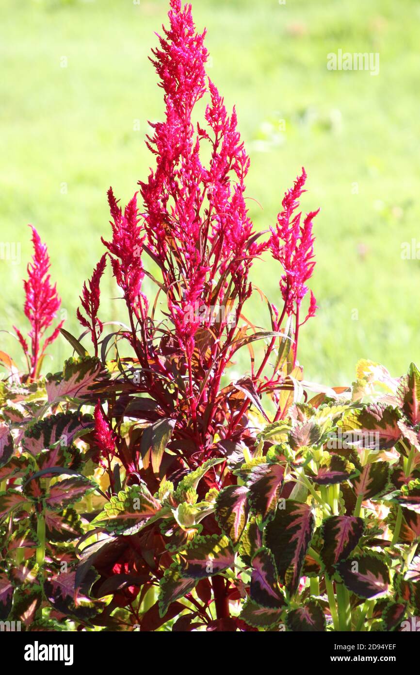 A plant with long bright red stalks and leaves Stock Photo - Alamy