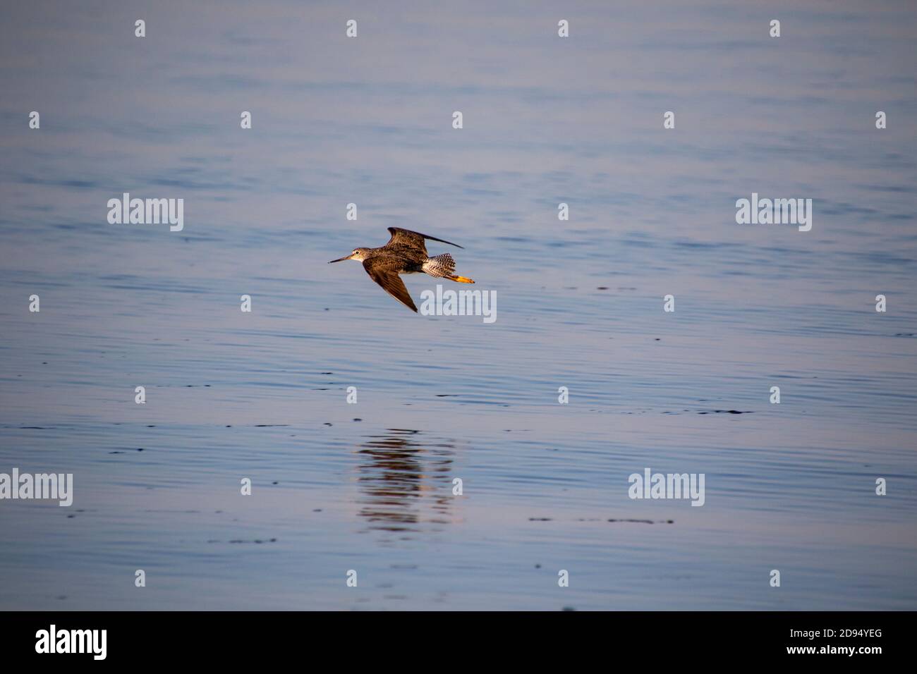 Sand piper hi-res stock photography and images - Alamy