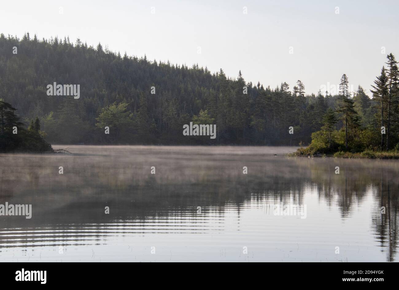 A view of a calm lake surrounded by forest with a light mist coming off ...