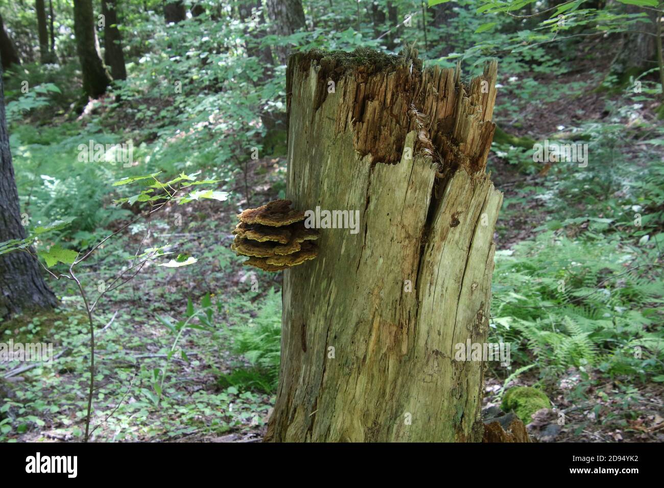 A fungus growing on a broken tree stump with a cleared section of ...