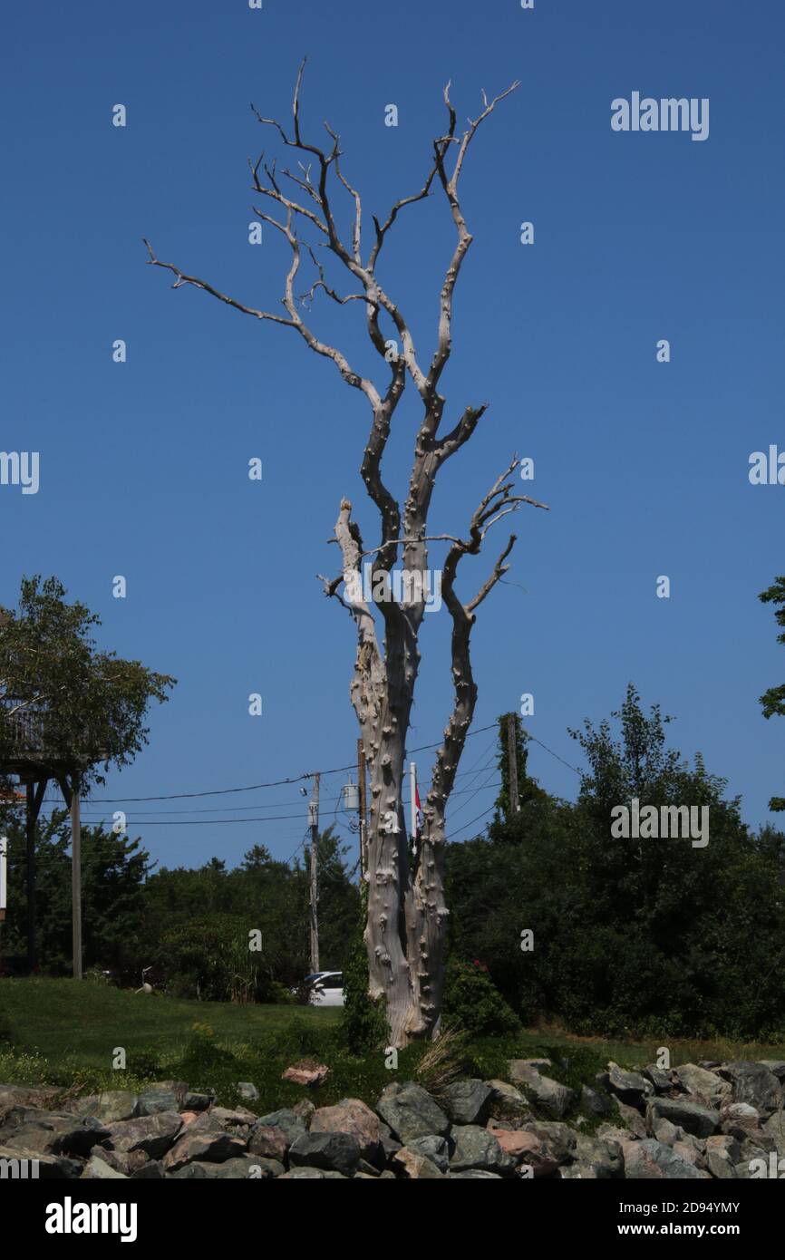 A weather bleached dead tree on the edge of a rock wall with grass an ...