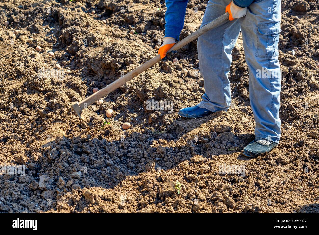 Gardener using hoe for planting potatoes in furrows, rural concept at ...