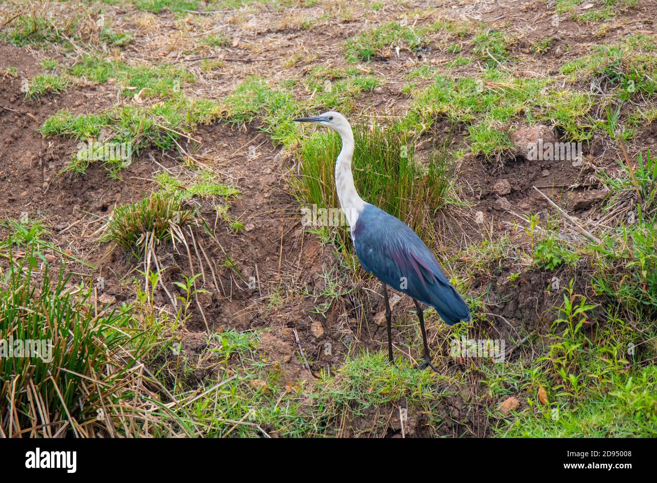 Pacific Heron Ardea pacifica O'Reilly's Rainforest Retreat, Queensland ...