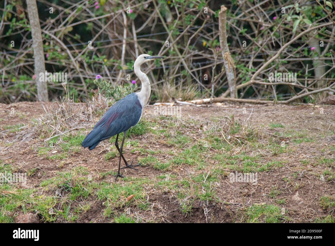 Pacific Heron Ardea pacifica O'Reilly's Rainforest Retreat, Queensland ...