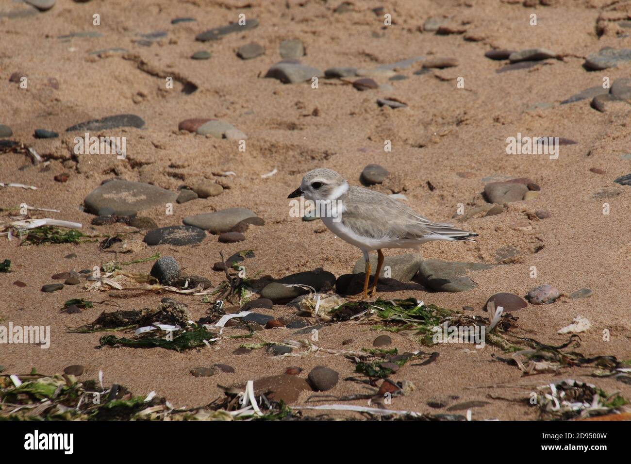 A piping plover standing on a sandy beach with rounded beach stones and ...