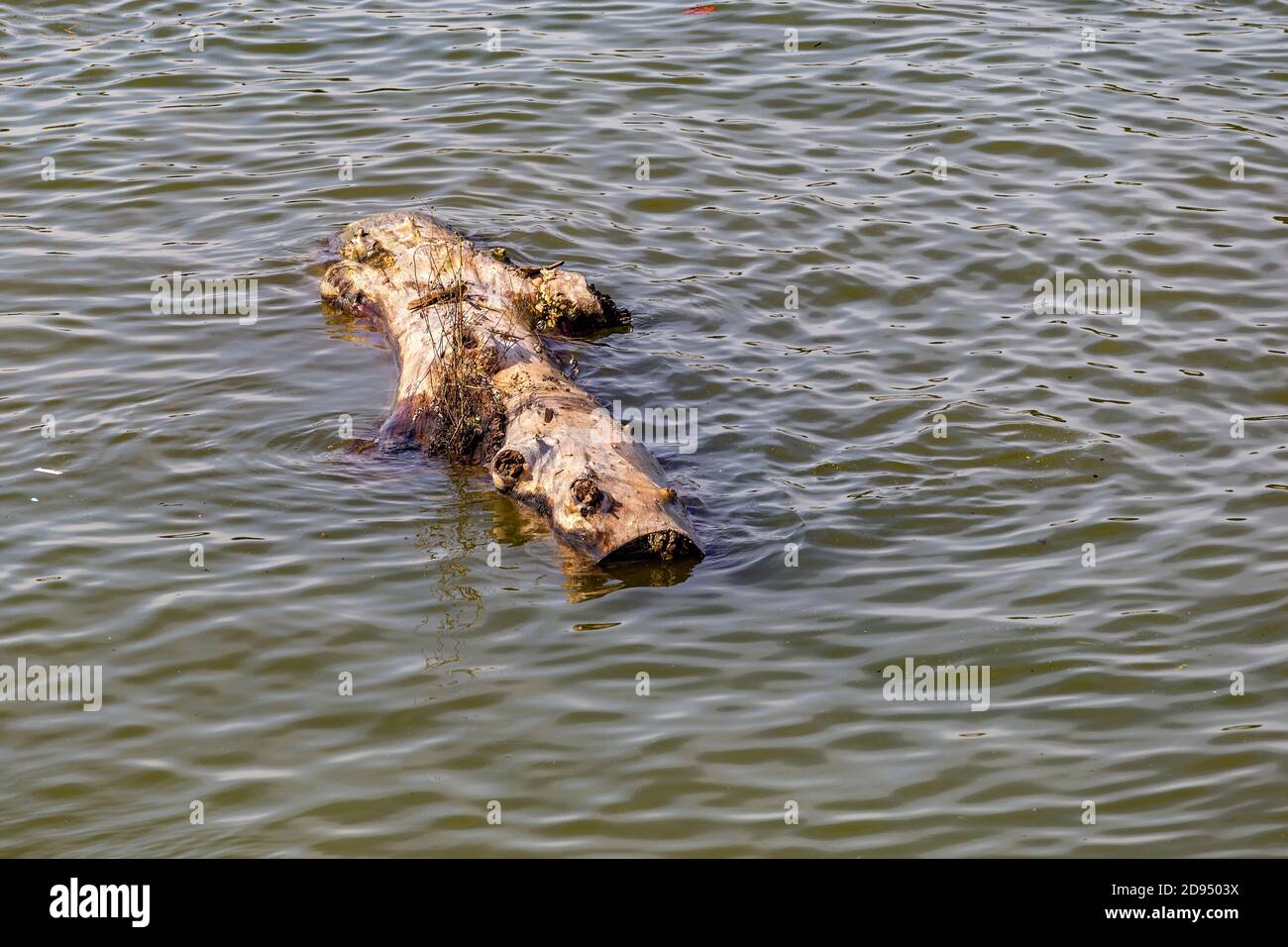 Wood logs floating on water hi-res stock photography and images - Alamy