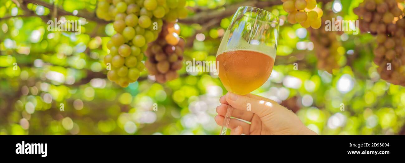 Woman with a glass of wine in the vineyard BANNER, LONG FORMAT Stock ...