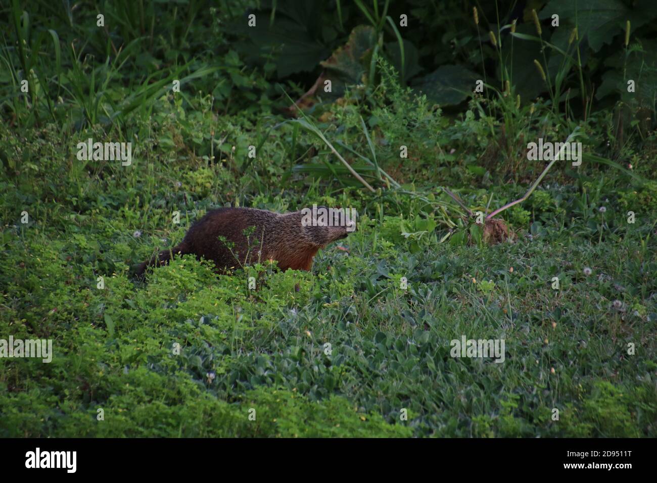A ground hog standing in a field of grass Stock Photo - Alamy