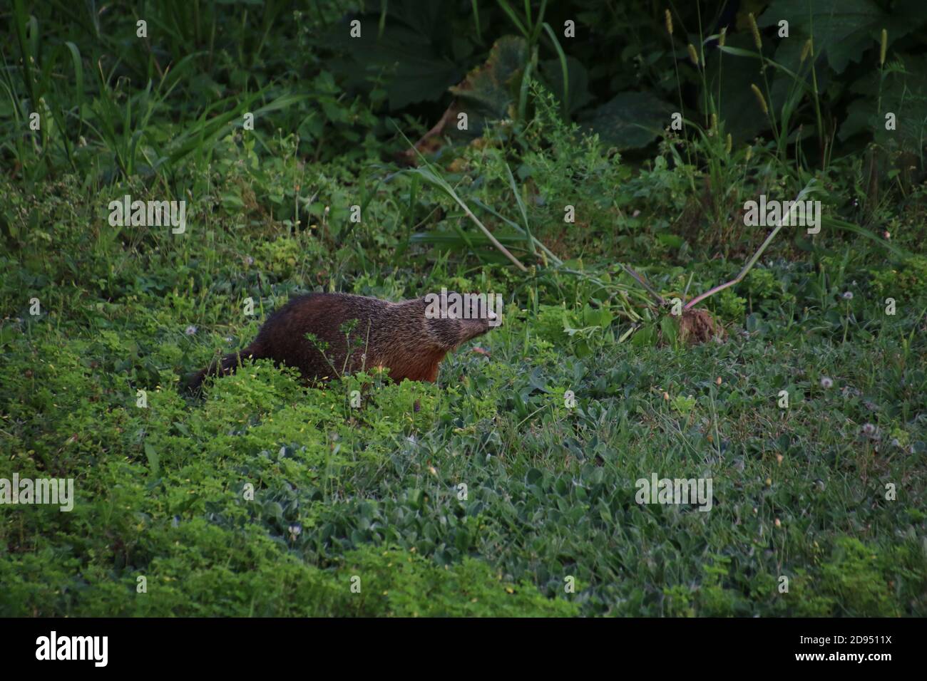 A ground hog standing in a field of grass Stock Photo - Alamy