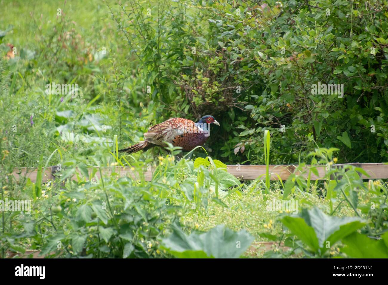 A male pheasant standing on a wooden fence looking around surrounded by ...