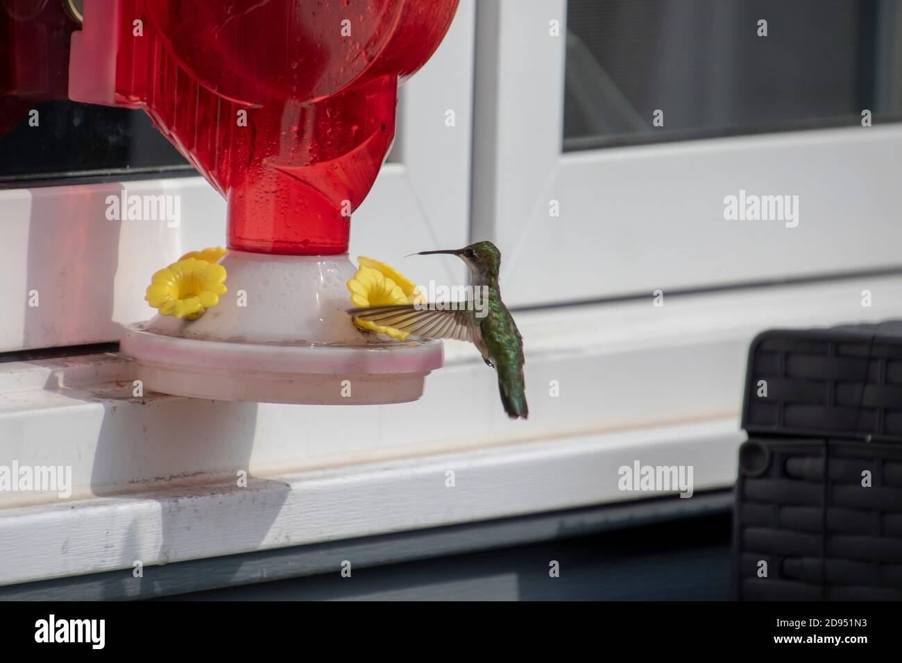 A hummingbird approaching a hummingbird feeder on the outside of a ...