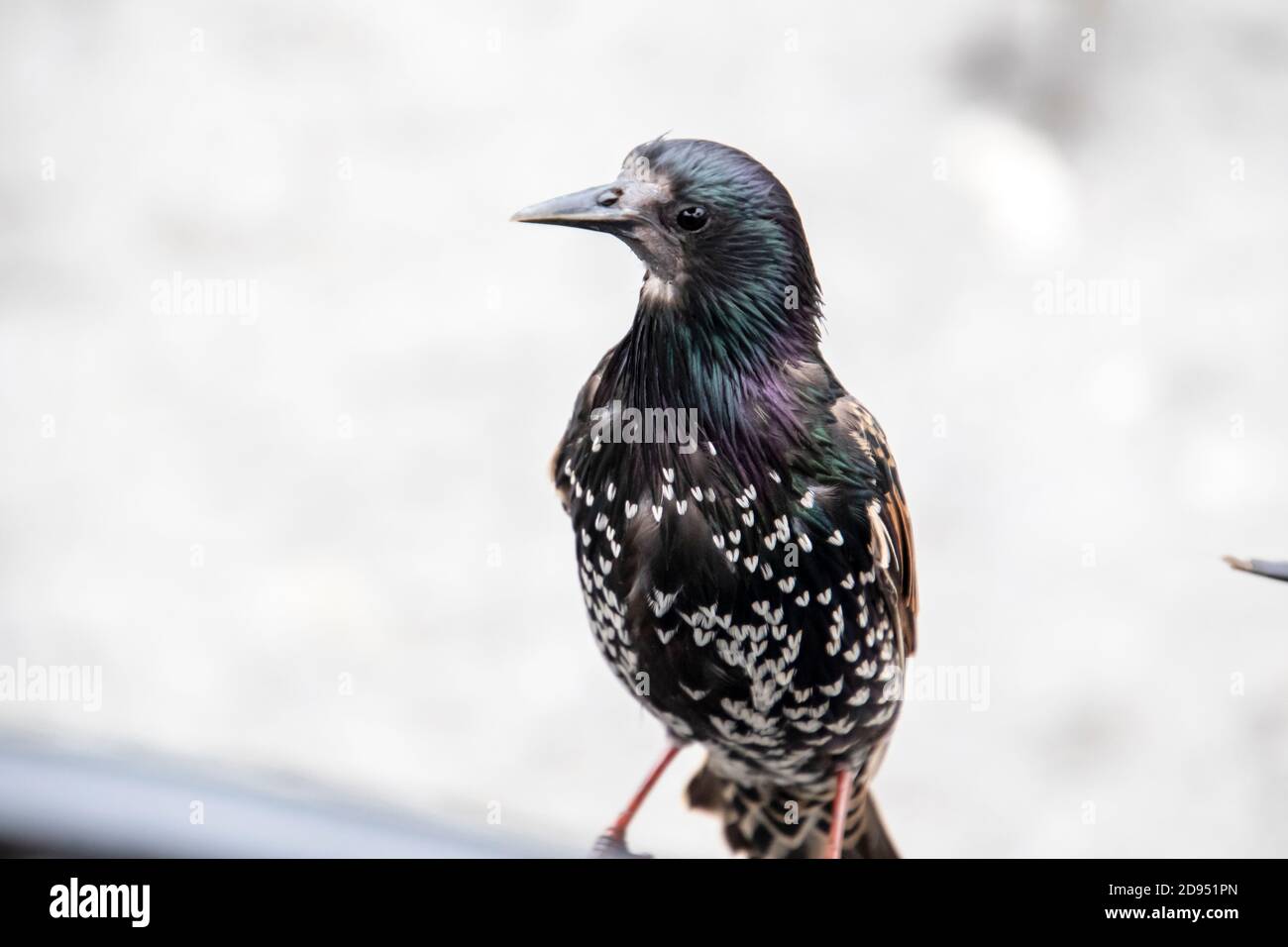 A closeup of a bird with white heart shaped markings on its chest ...