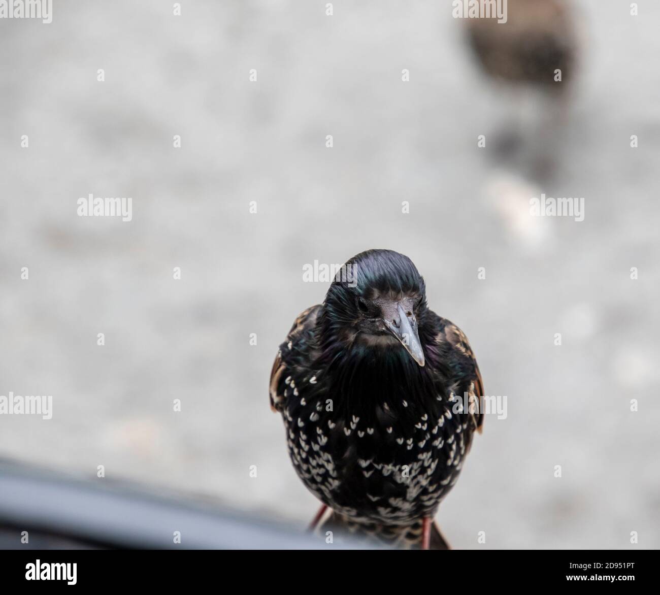 A closeup of a bird with white heart shaped markings on its chest ...