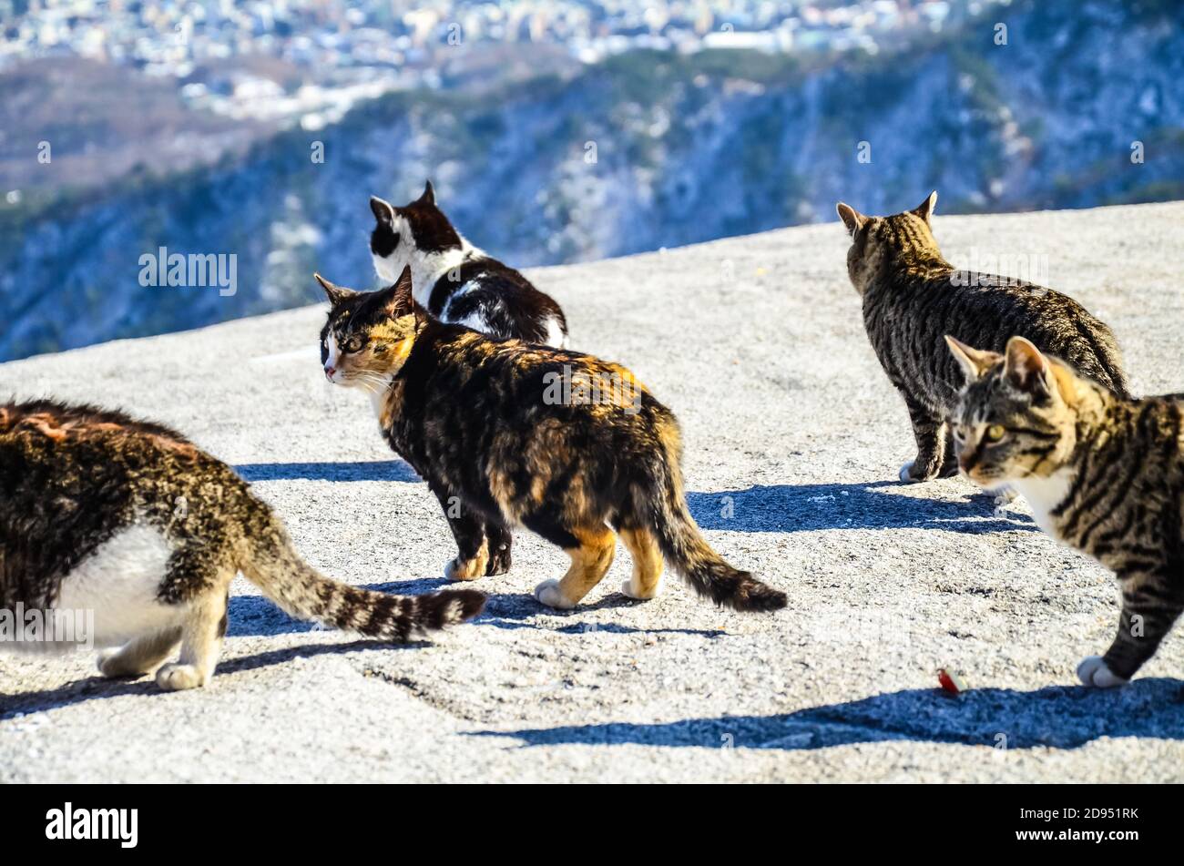 Clutter of cats in Bukhansan National Park, South Korea Stock Photo - Alamy