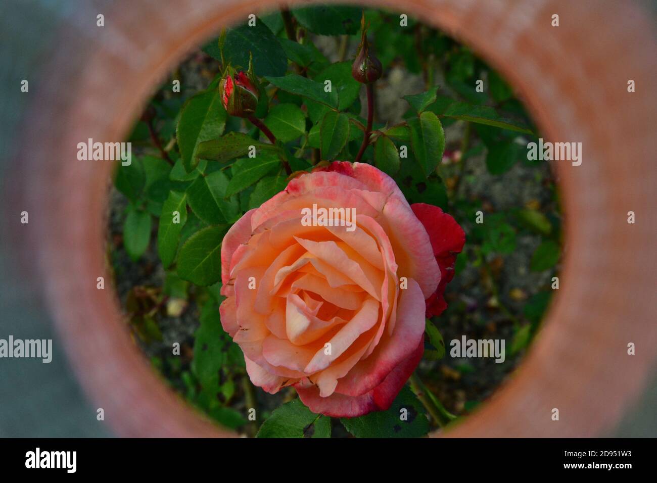 Top view of a blooming rose Stock Photo - Alamy