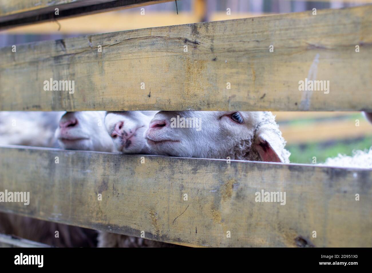 Domestic goat looking over fence hi-res stock photography and images ...