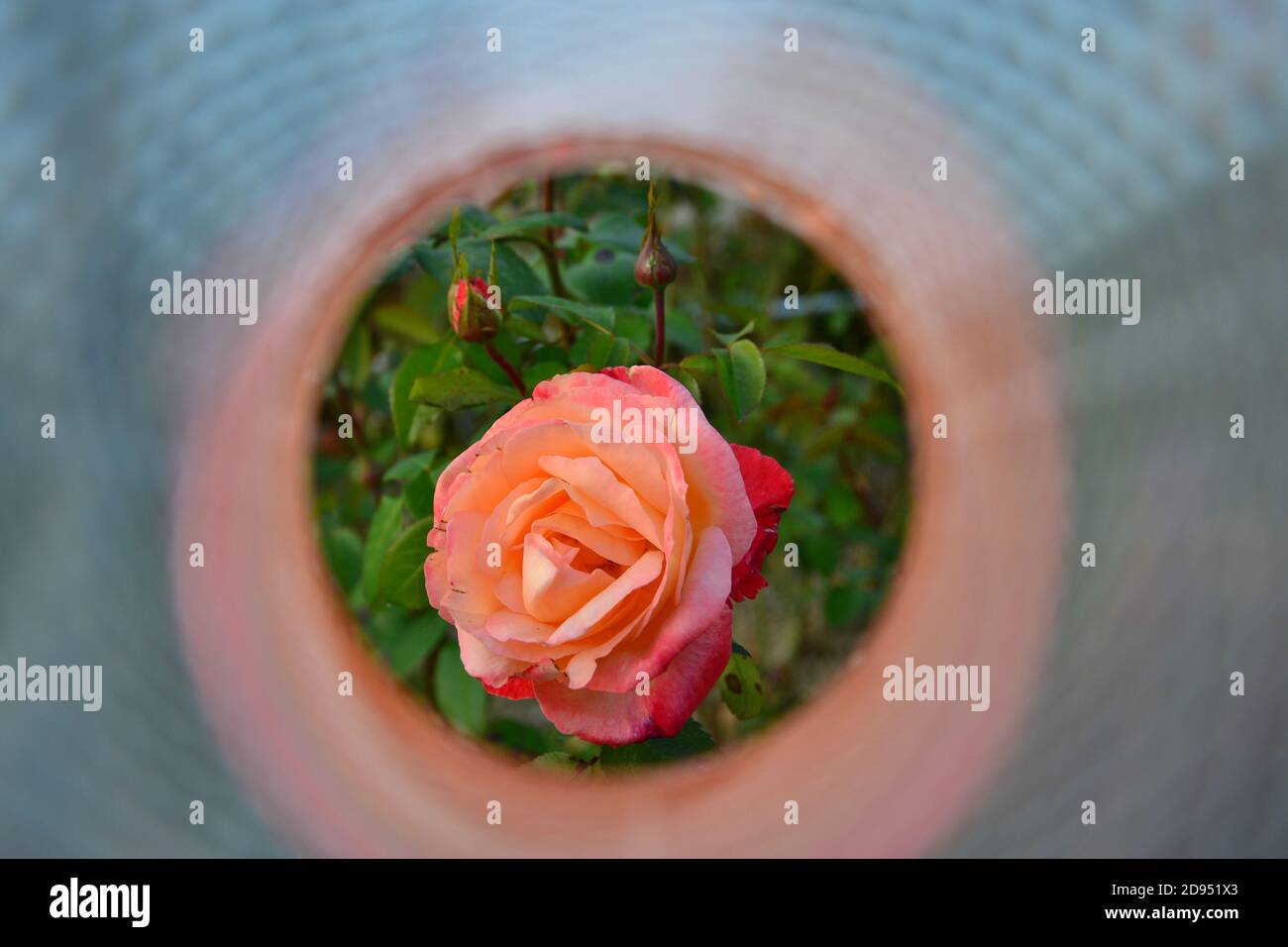 Top view of a blooming rose Stock Photo - Alamy