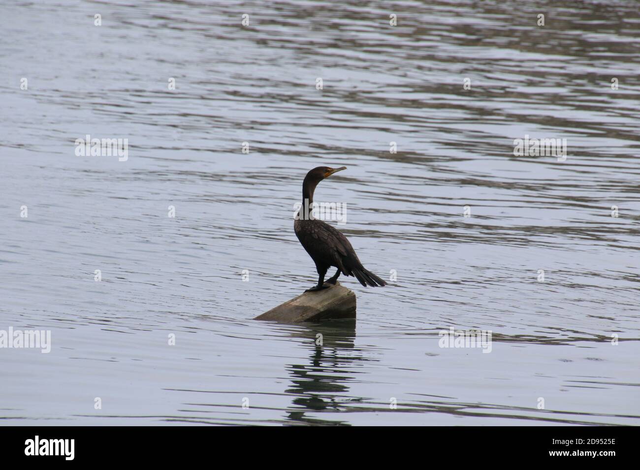 A cormorant standing on a wooden beam half submerged in a lake Stock ...