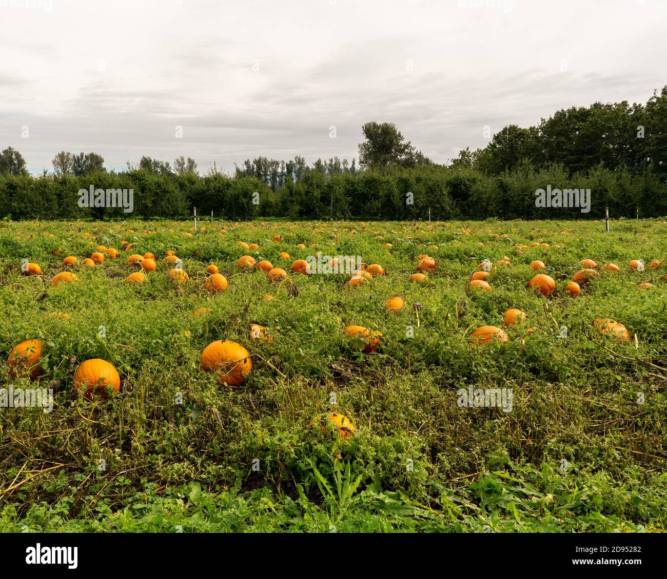 Field of orange pumpkins in a farm on countryside Stock Photo - Alamy