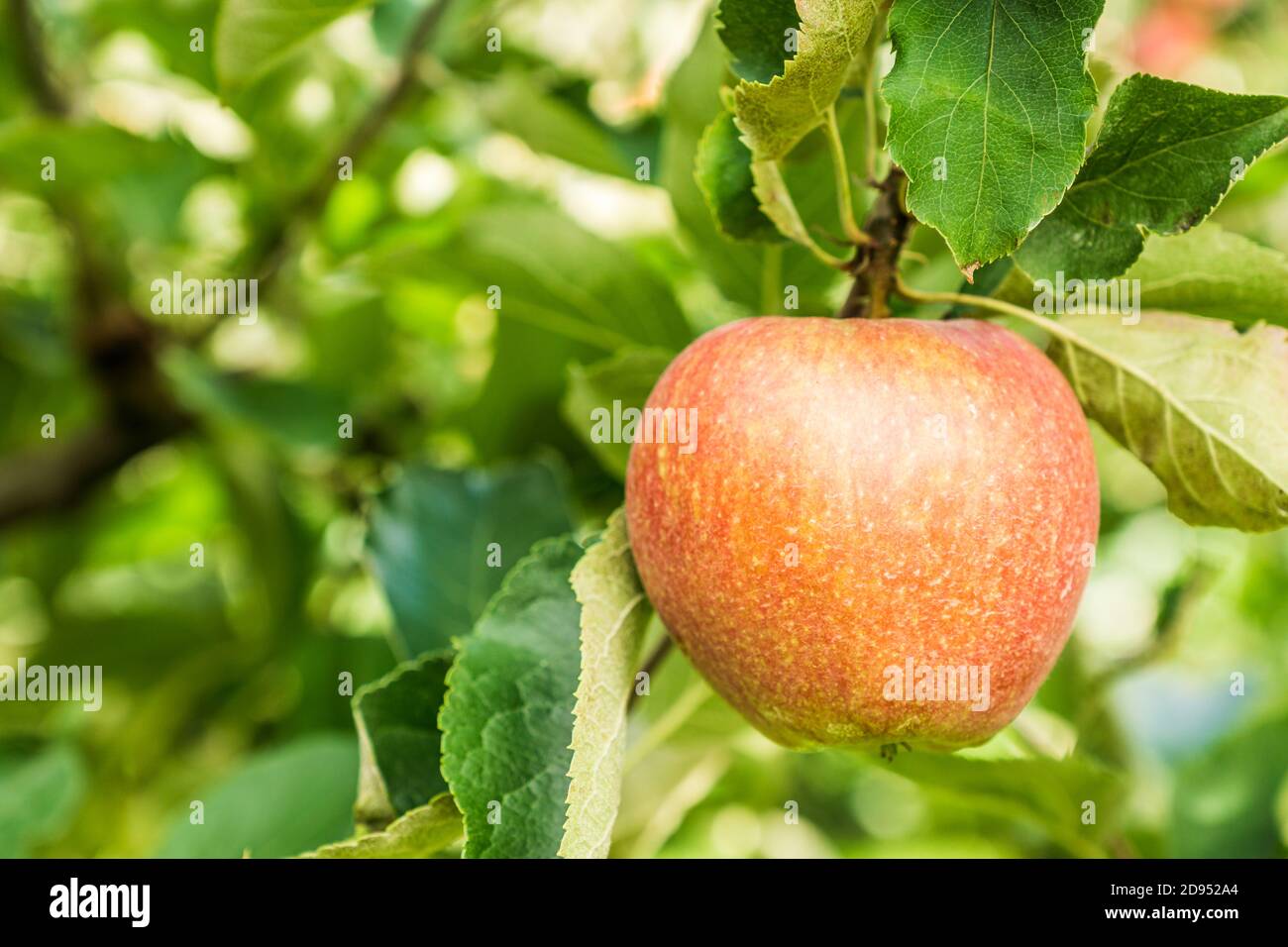 Red apple on a branch of apple tree with green leaves Stock Photo - Alamy