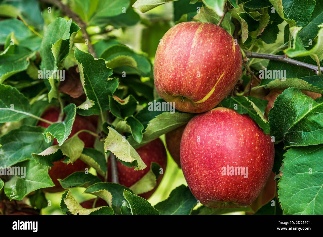 Red apples on a branch of apple tree with green leaves Stock Photo - Alamy