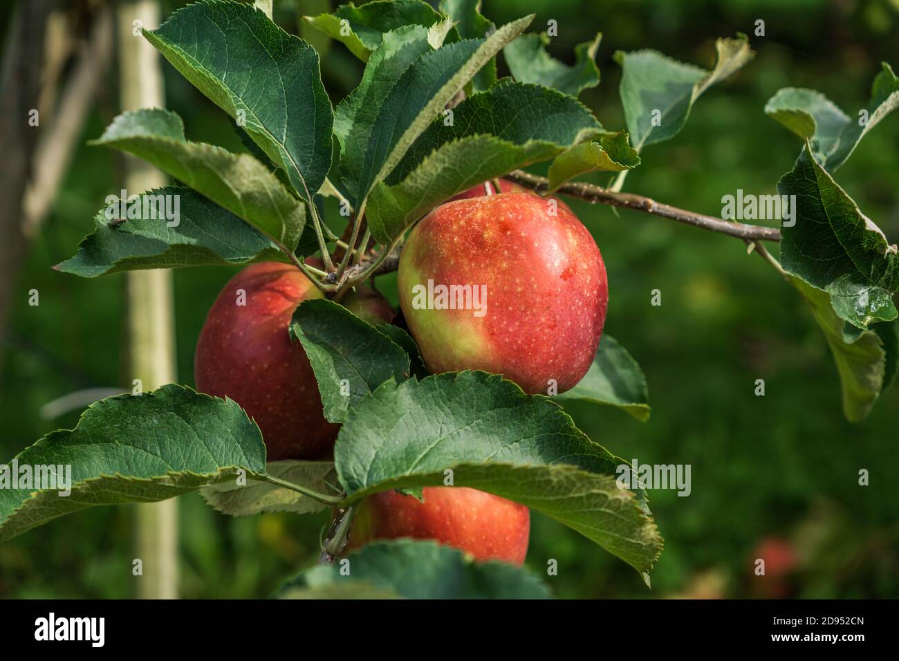Red Apple Tree Branch