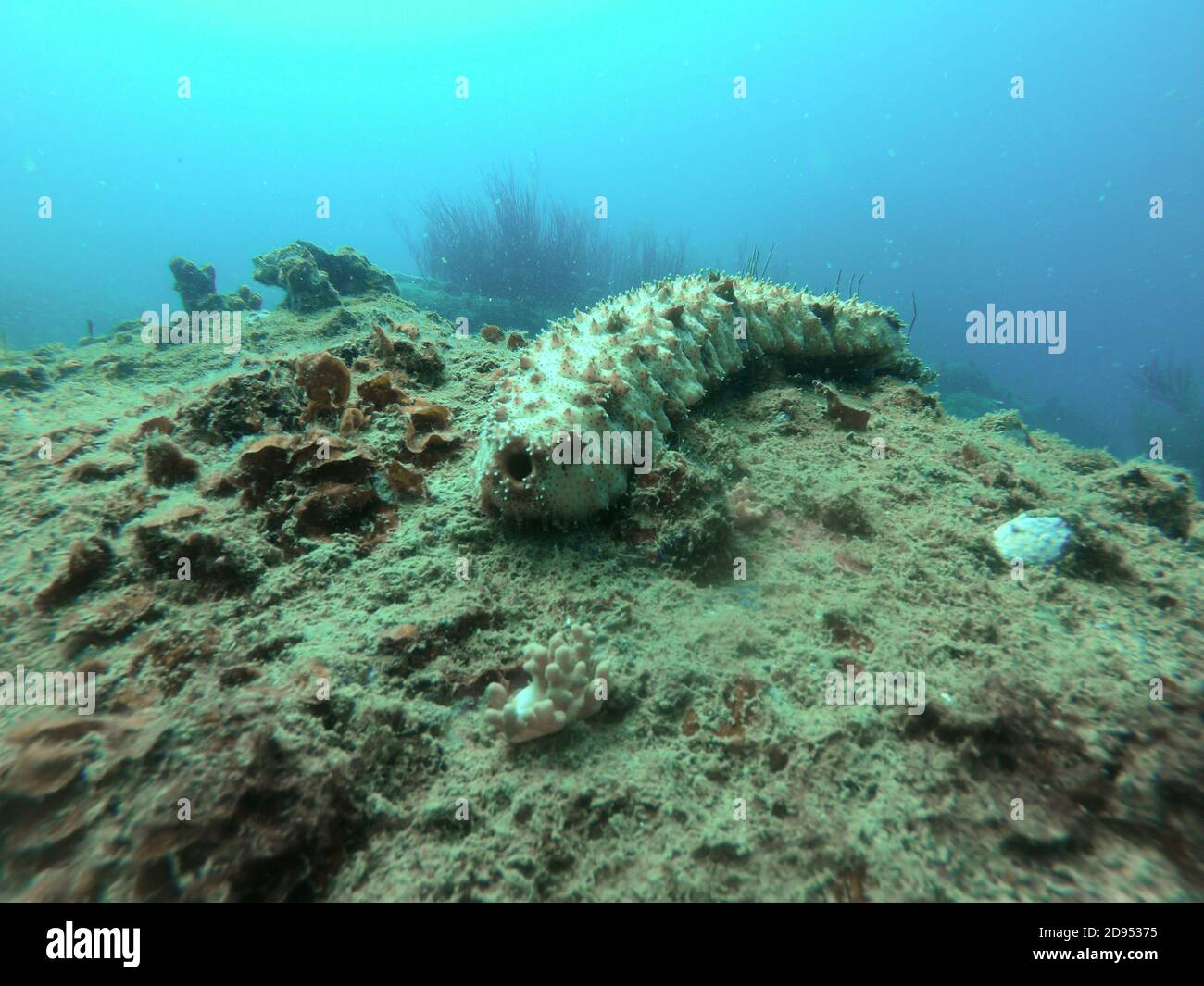 Elongated sea cucumber hi-res stock photography and images - Alamy