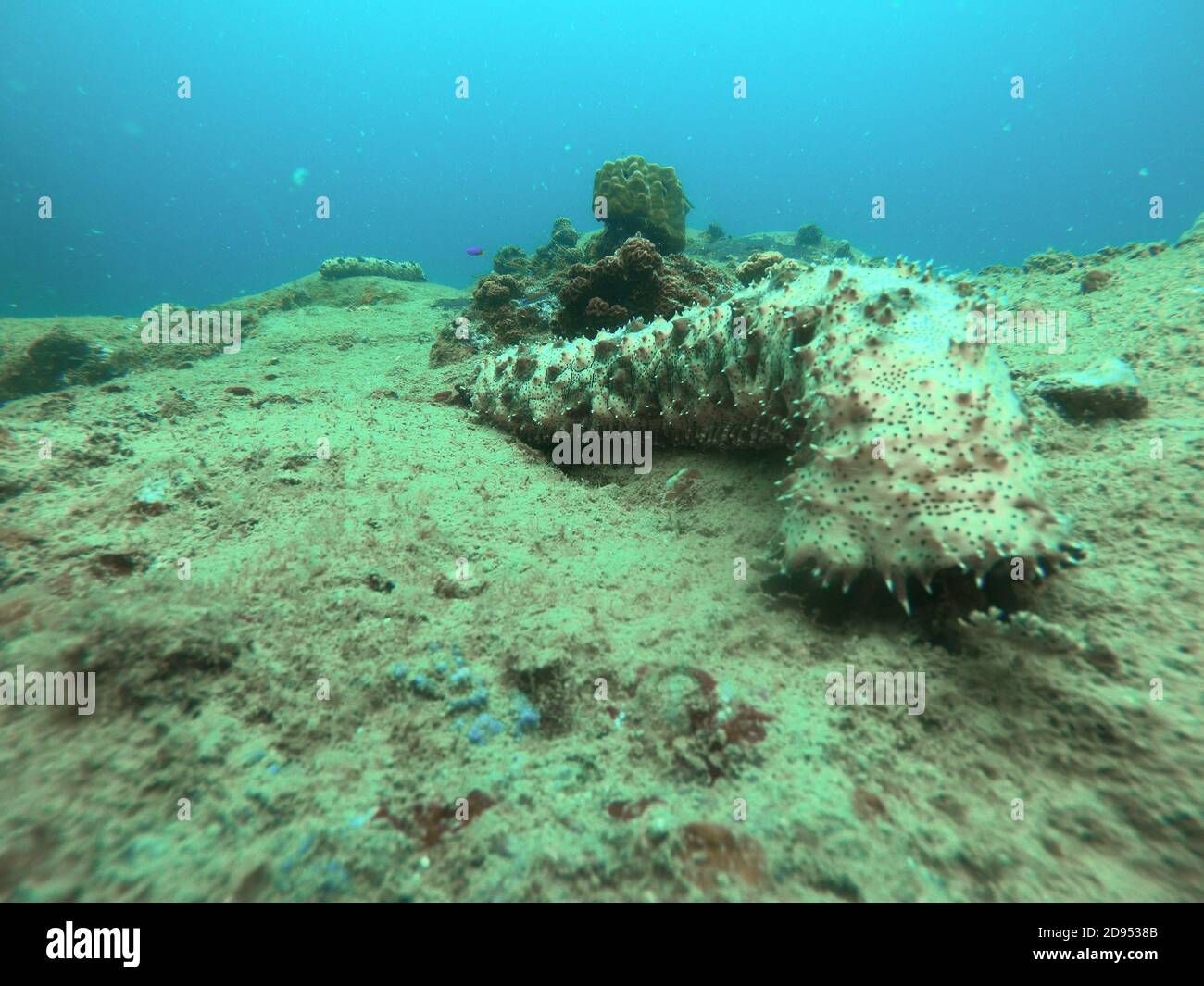 Swimming sea cucumber hi-res stock photography and images - Alamy