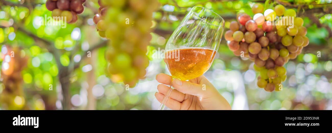 Woman with a glass of wine in the vineyard BANNER, LONG FORMAT Stock ...
