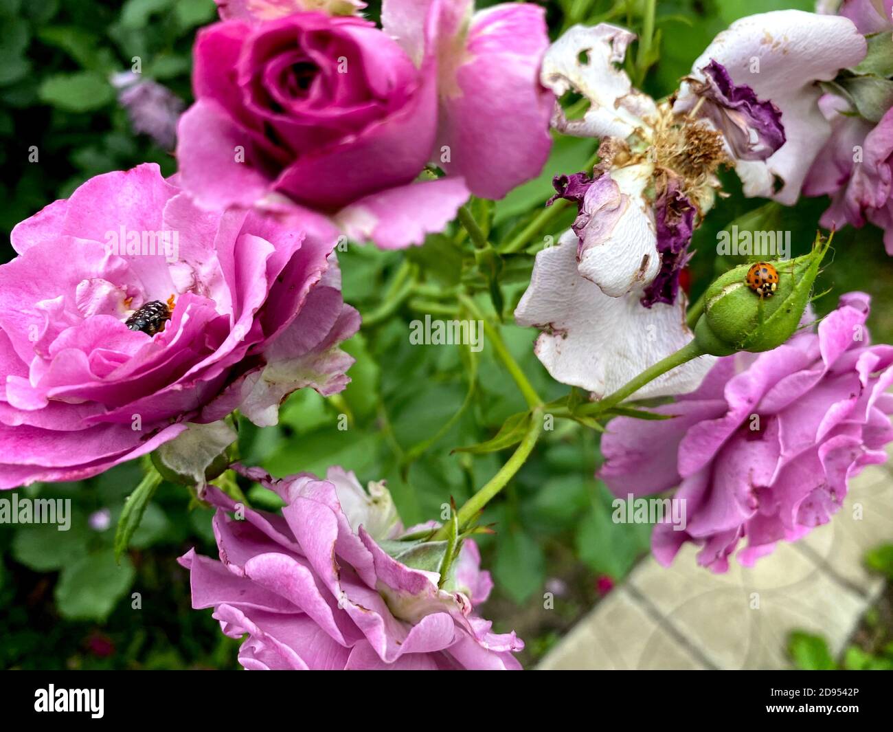 Withered pink roses in a green garden faded background in autumn with ...