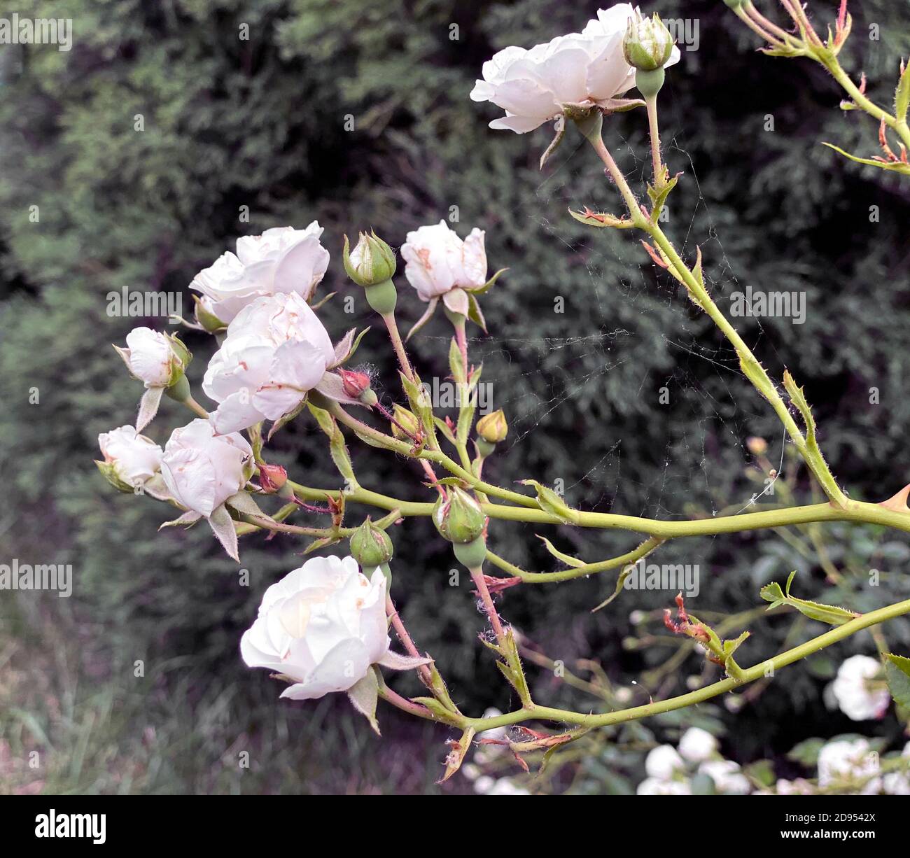 Small white roses of light pink color bushes blooming on the road in ...