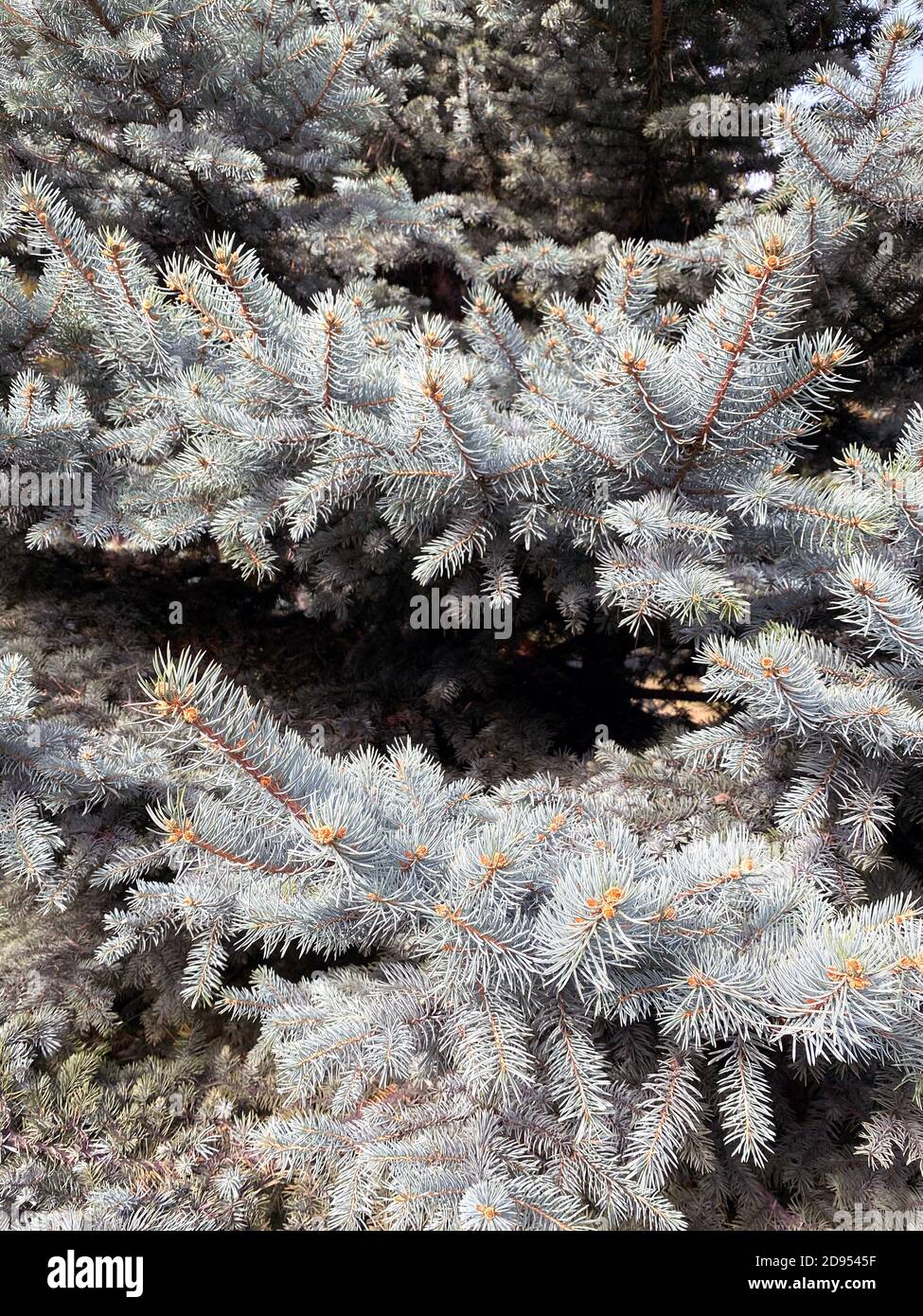 Blue spruce tree close-up. Christmas background Stock Photo - Alamy