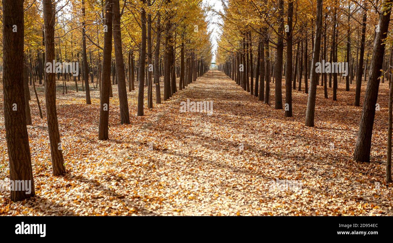 Ginkgo forest hi-res stock photography and images - Alamy
